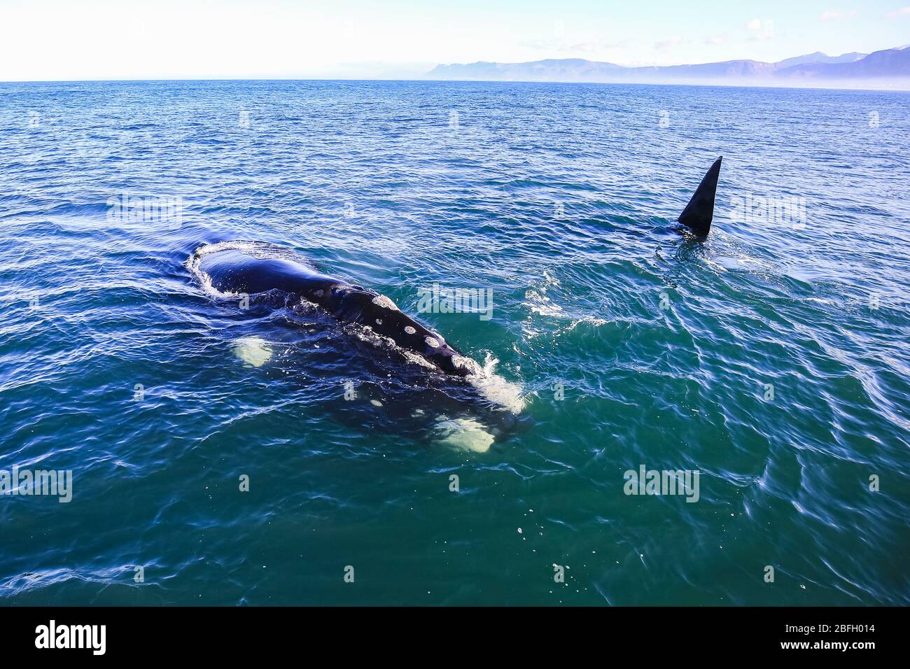 Southern Right Whale playing near the water surface outside Hermanus of ...