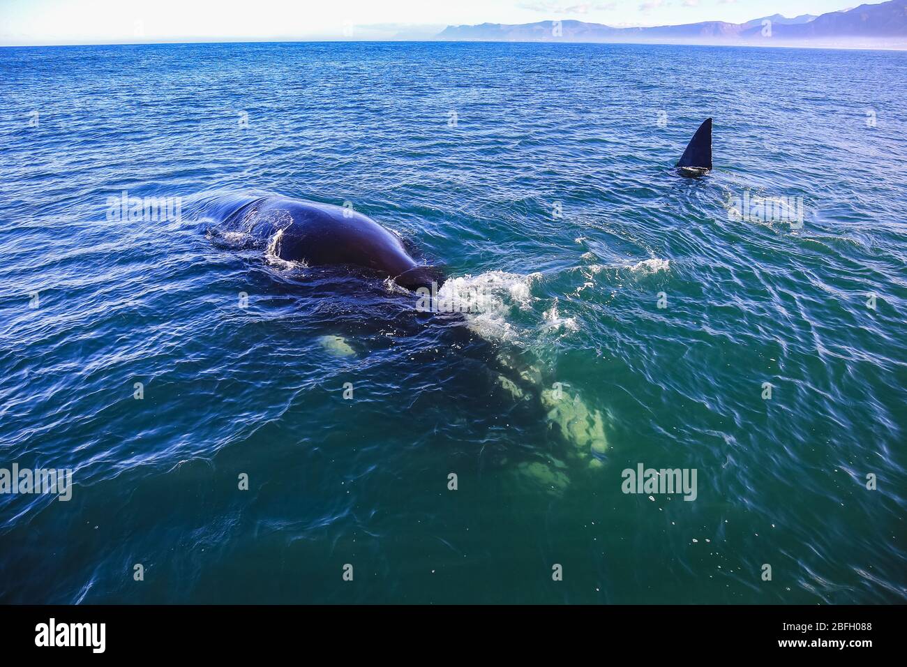 Southern Right Whale playing near the water surface outside Hermanus of ...