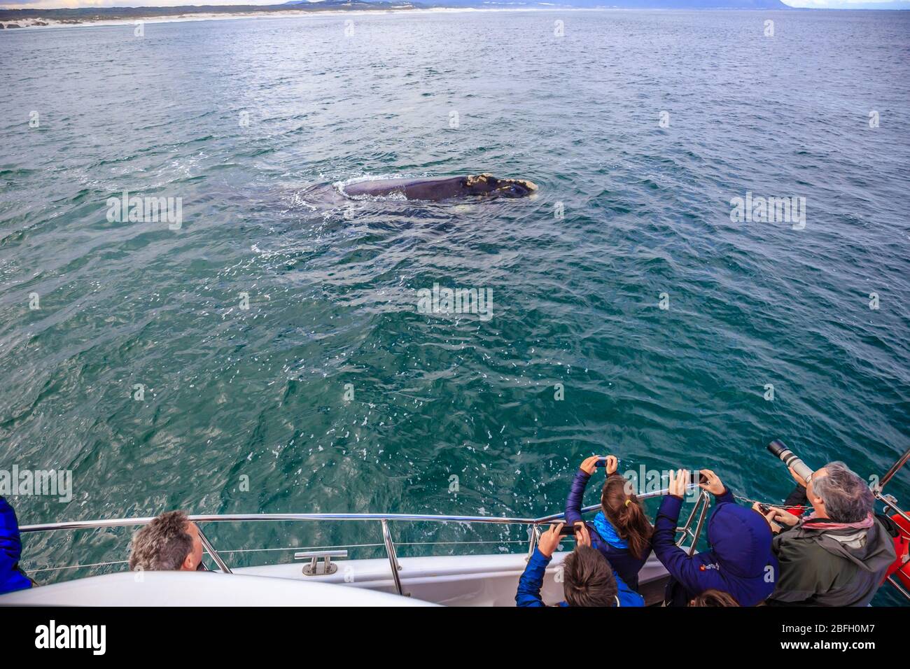 Southern Right Whale swimming closed to tourist in the sea outside ...
