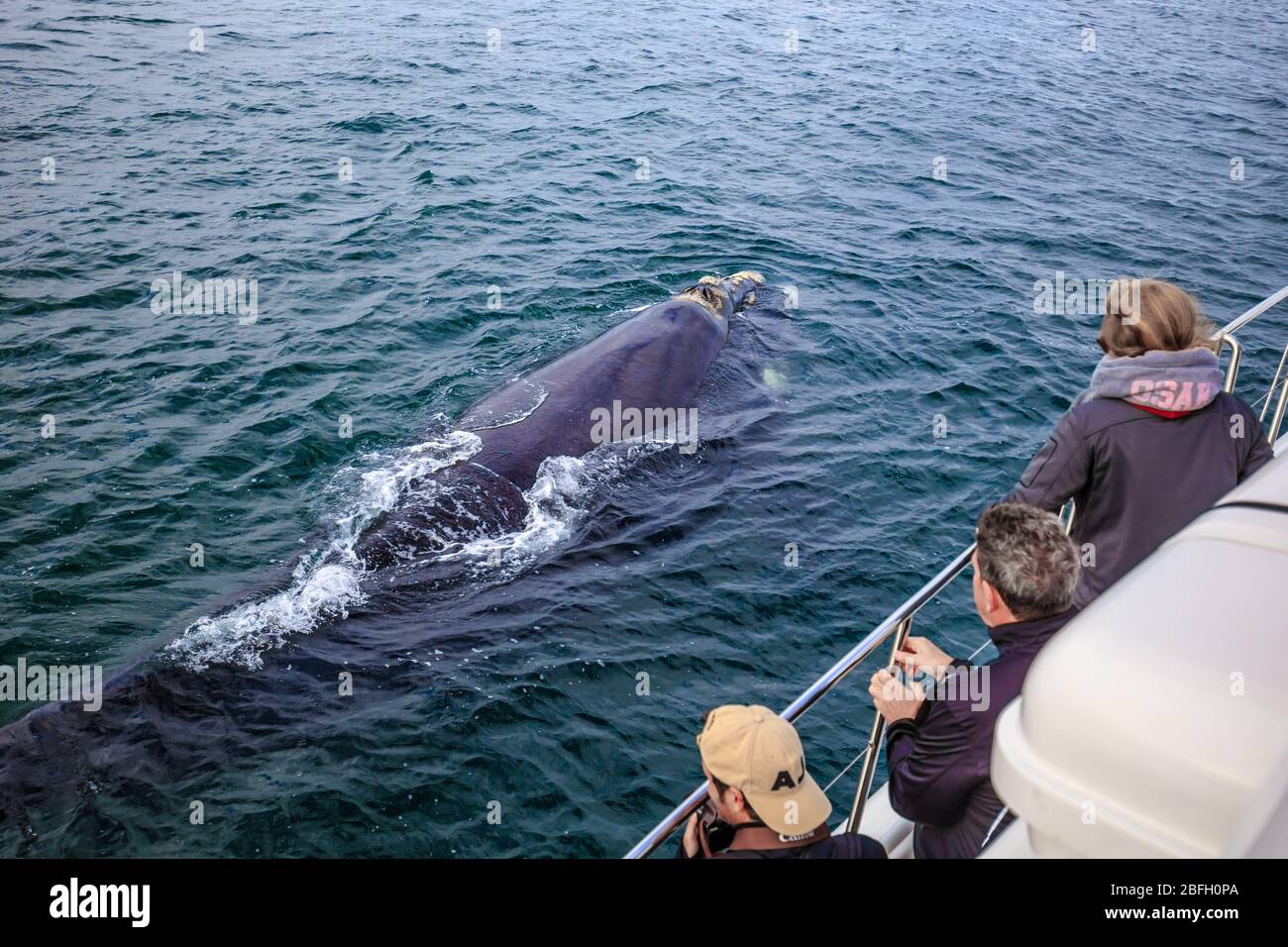 Southern Right Whale swimming closed to tourist in the sea outside ...