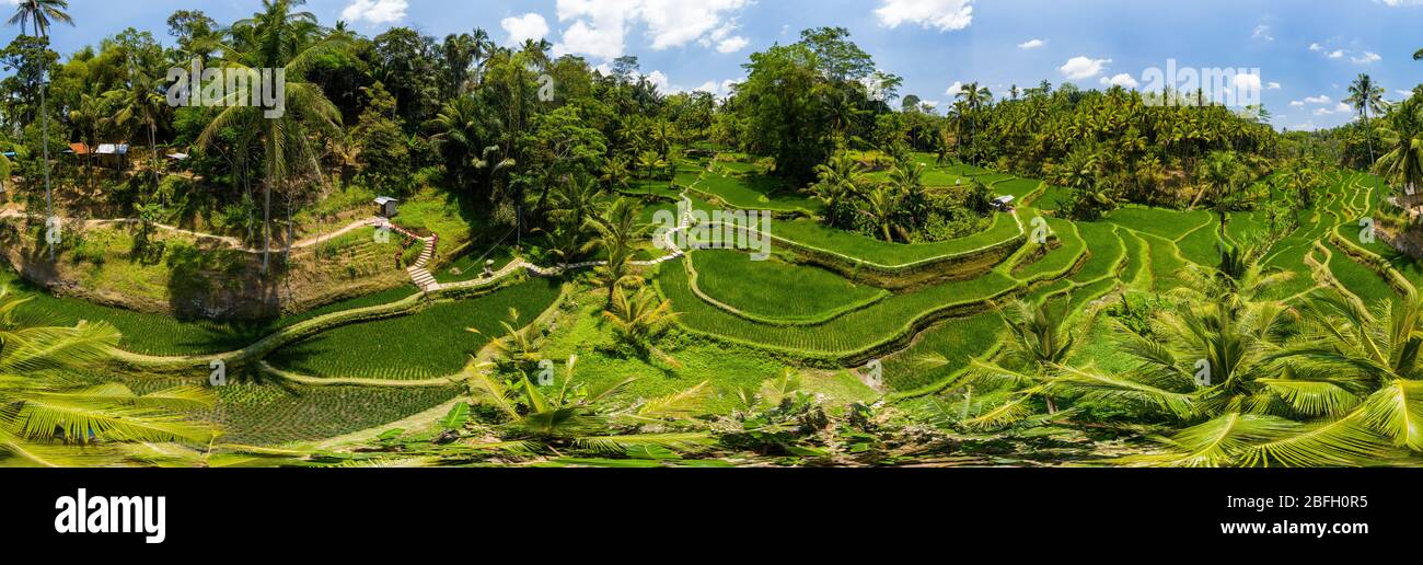 Panoramic view of beautiful rice terraces in Bali Stock Photo - Alamy