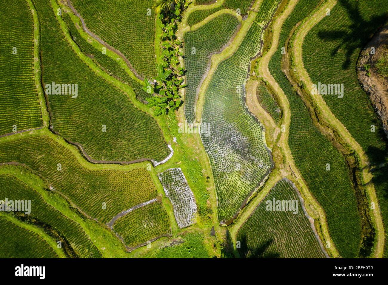 Birds eye view of the Tegallalang / Ceking rice terraces in central ...