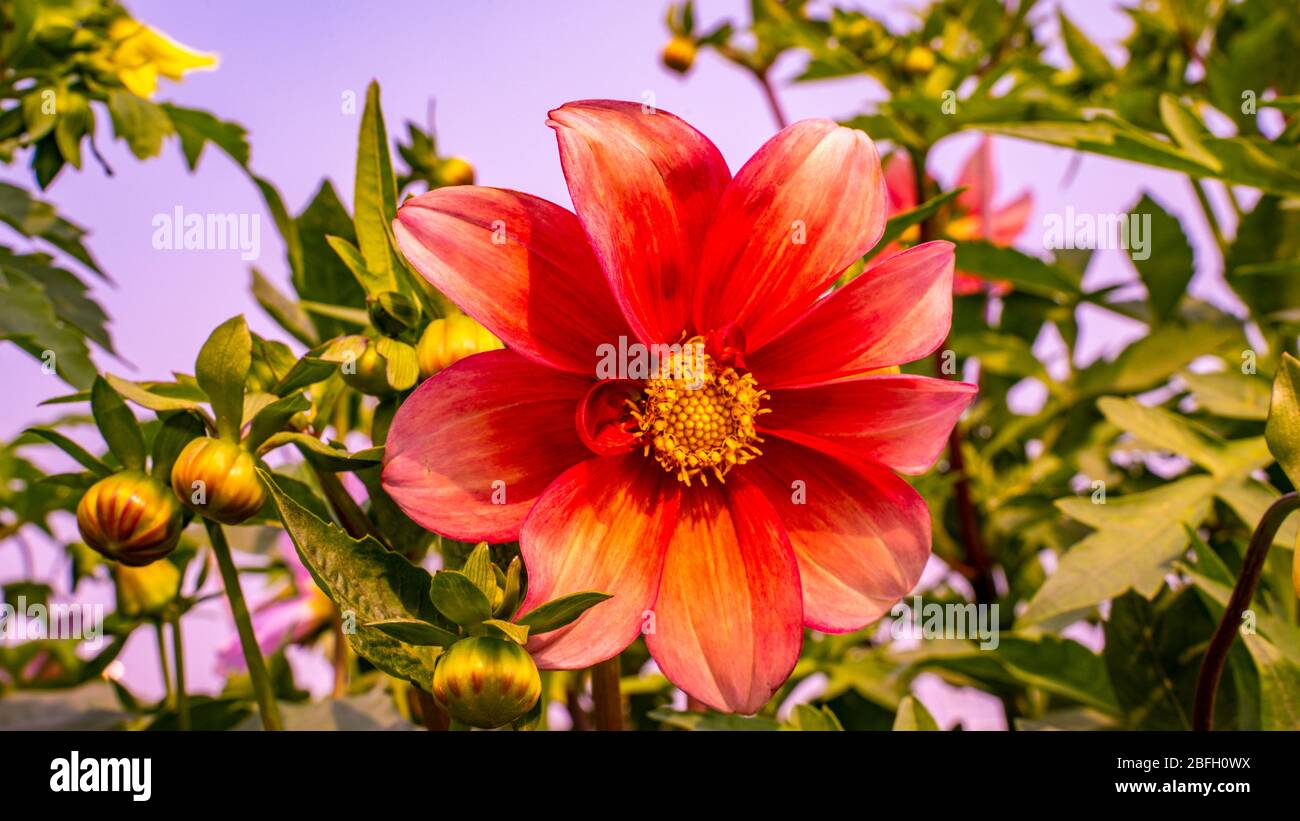 A flower, sometimes known as a bloom or blossom Stock Photo - Alamy