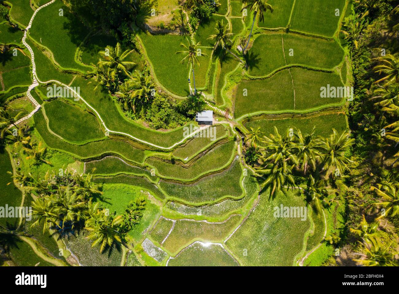 Top down aerial view of beautiful rice terraces Stock Photo - Alamy