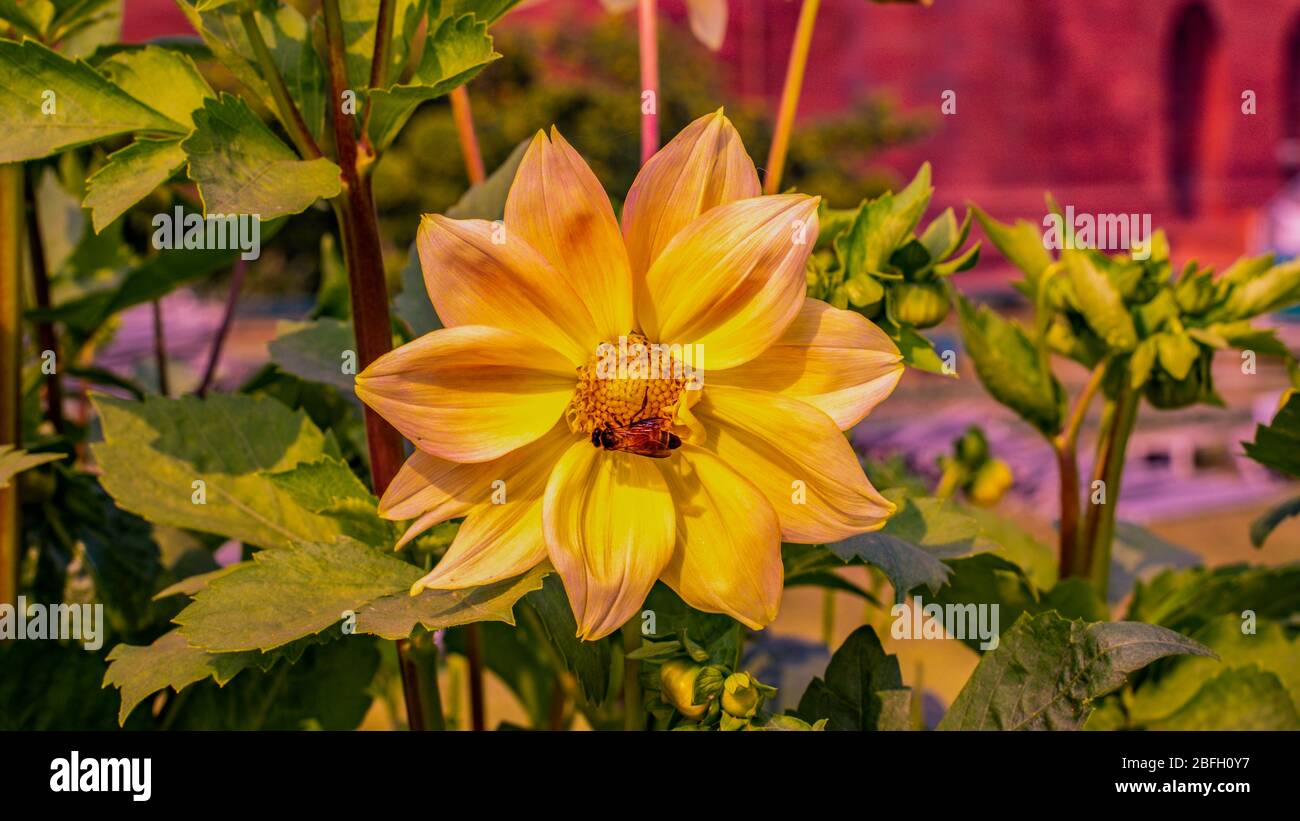A flower, sometimes known as a bloom or blossom Stock Photo - Alamy