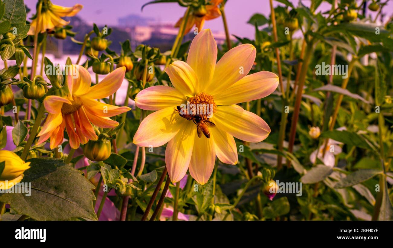 A flower, sometimes known as a bloom or blossom Stock Photo - Alamy