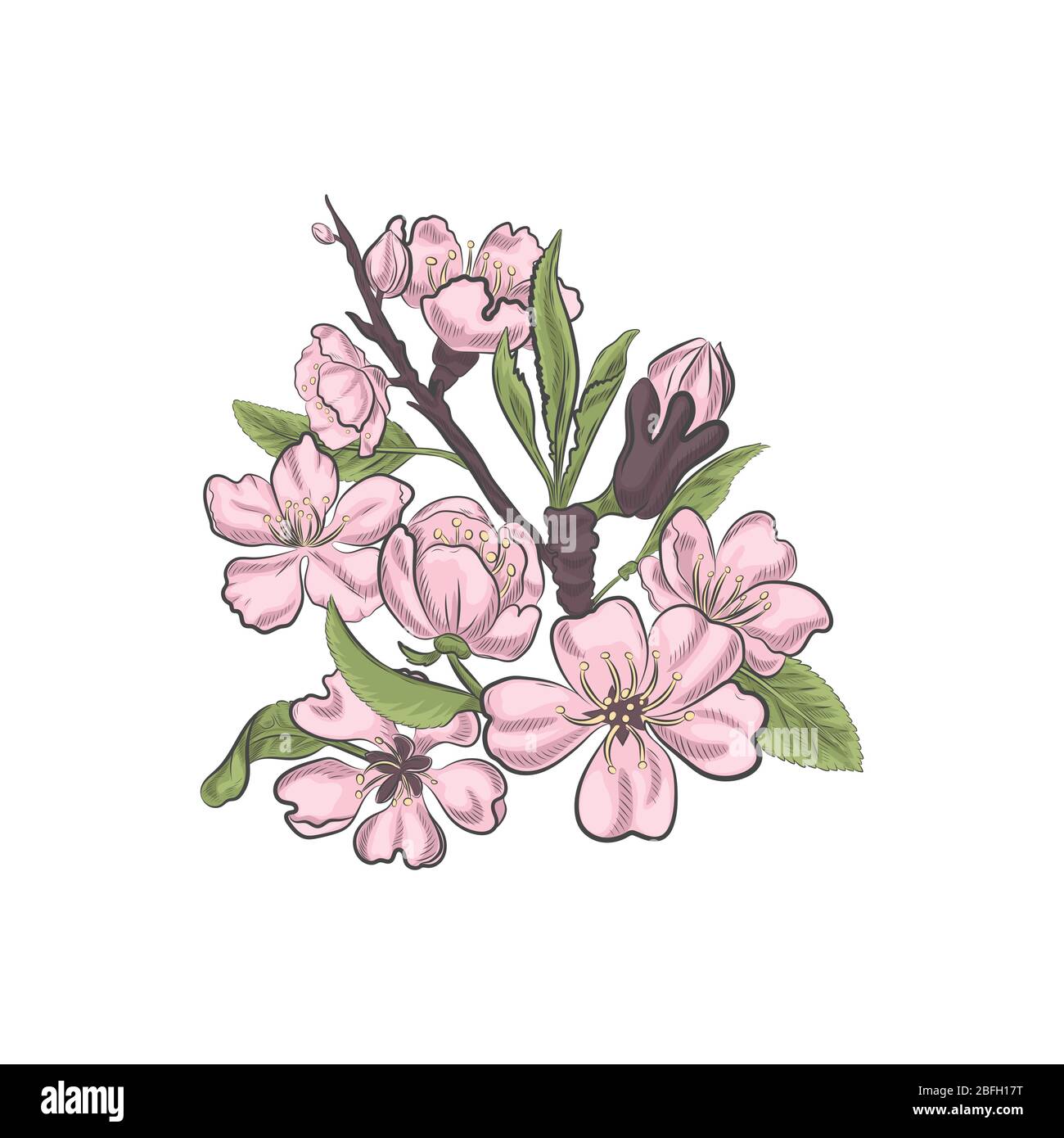 Spring blooming closeup vector sketch Stock Vector Image & Art - Alamy