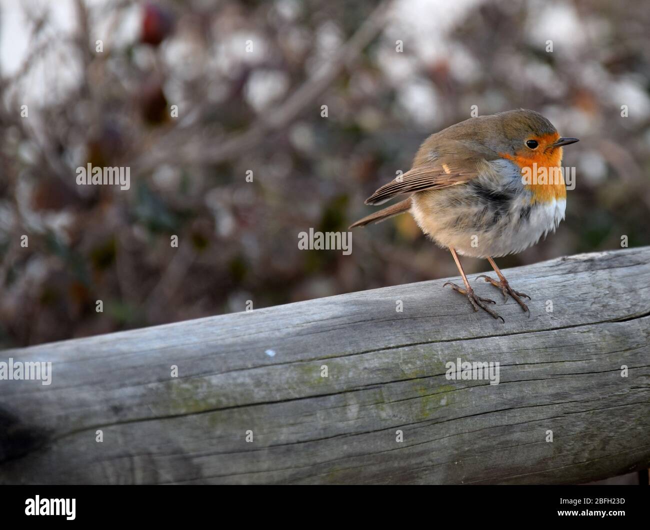 Robin fauna hi-res stock photography and images - Alamy