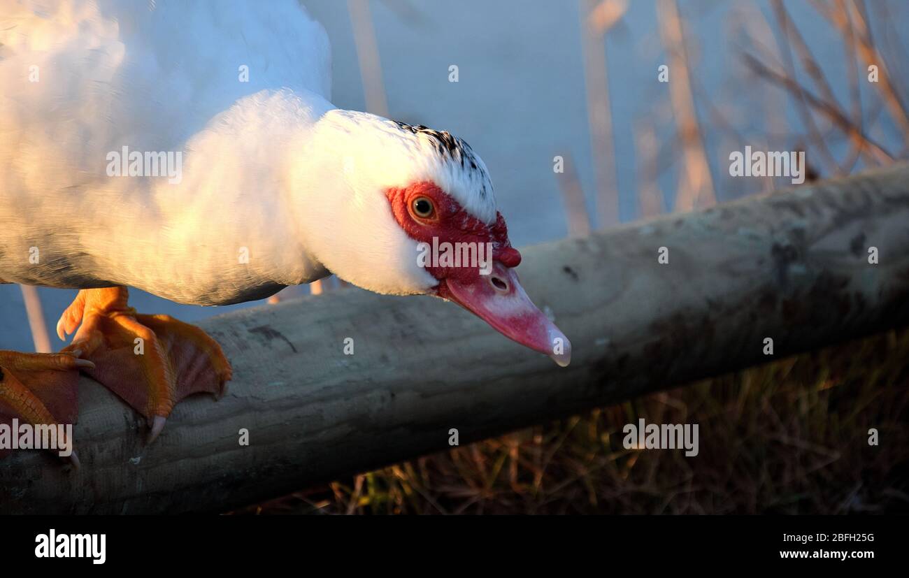 Mondo animale hi-res stock photography and images - Alamy