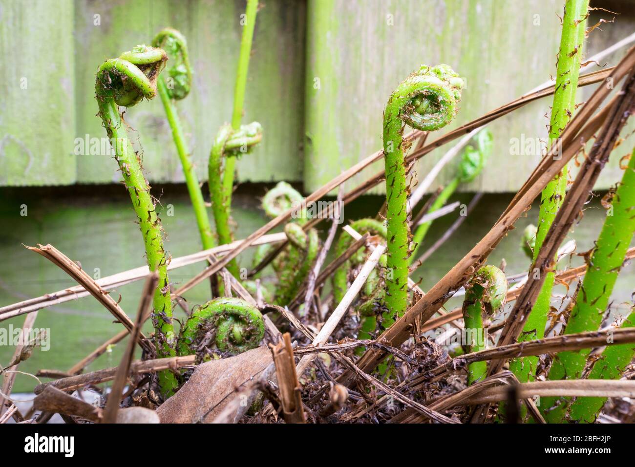 Fibonacci spiral plant hi-res stock photography and images - Alamy