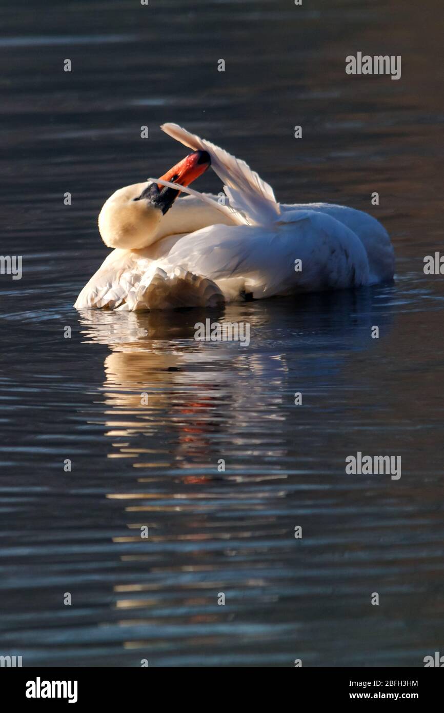 Swan having a clean Stock Photo - Alamy
