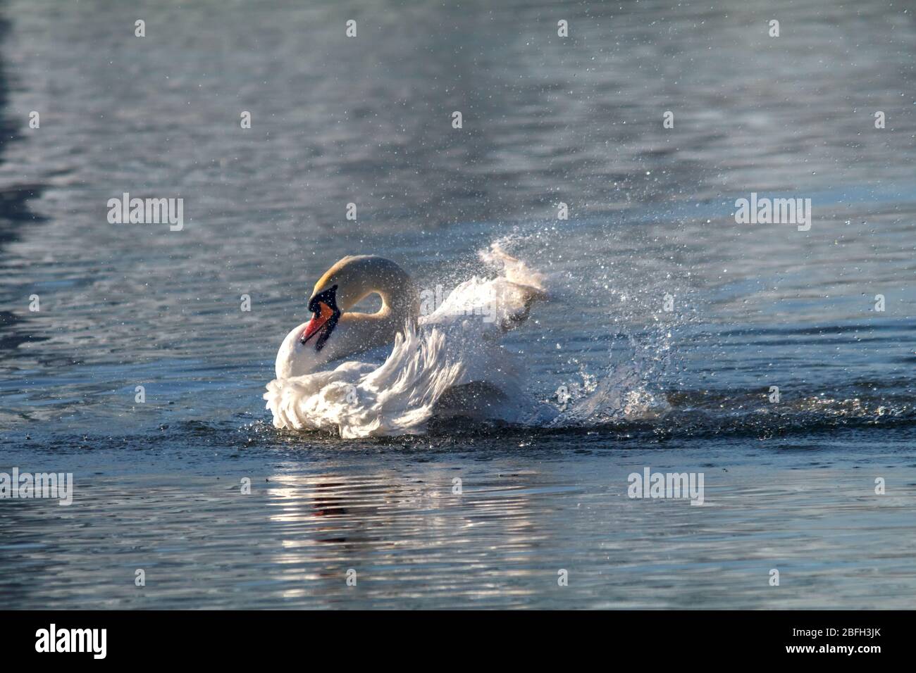 Swan having a clean Stock Photo - Alamy
