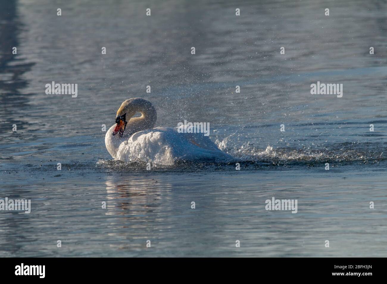 Swan having a clean Stock Photo - Alamy