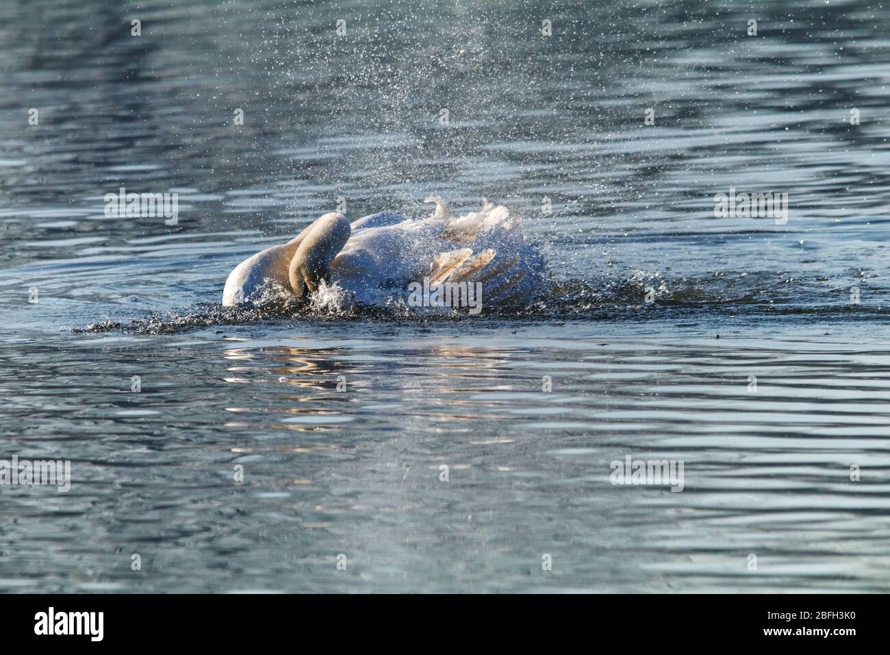 Swan having a clean Stock Photo - Alamy