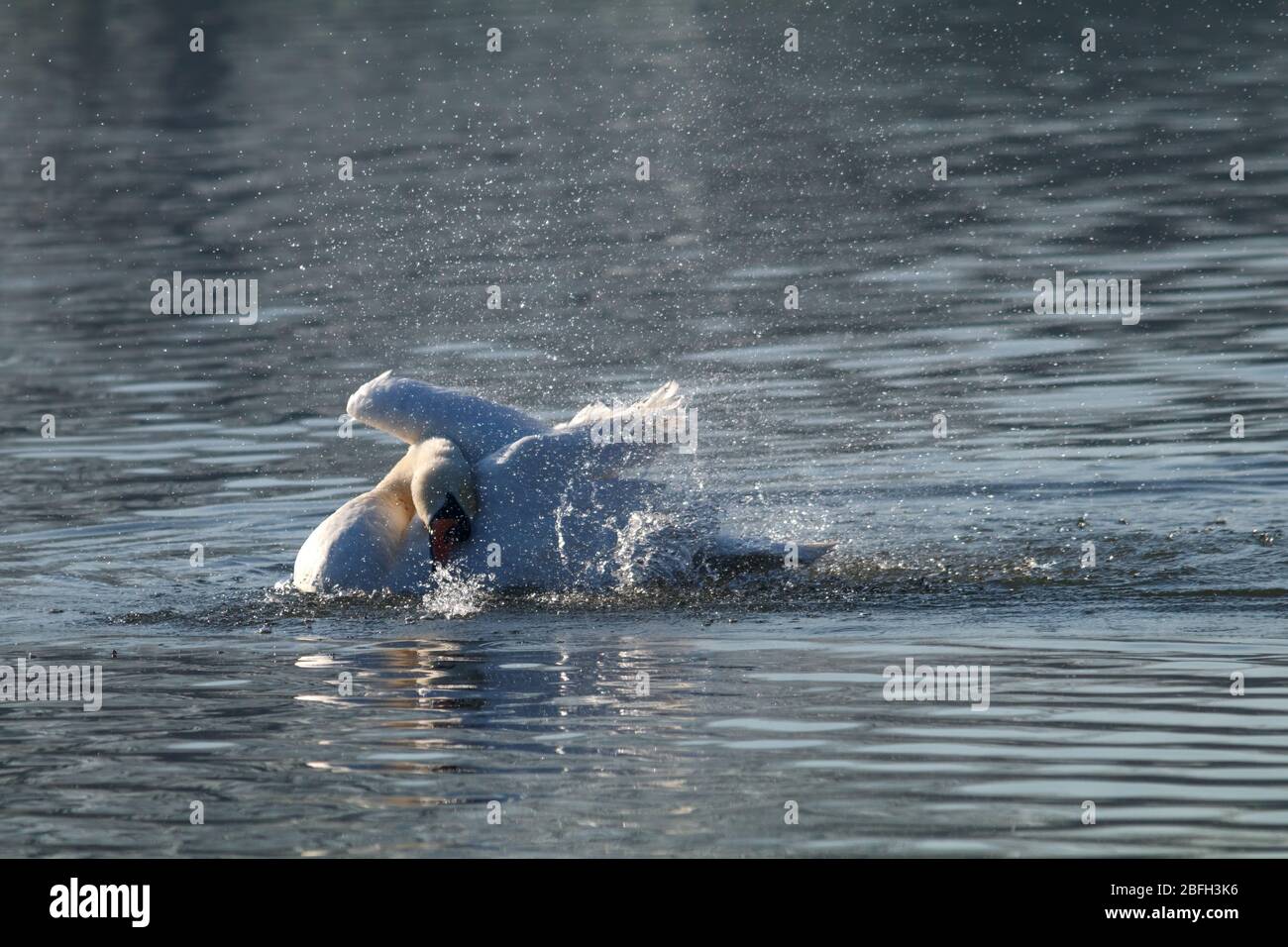Swan having a clean Stock Photo - Alamy