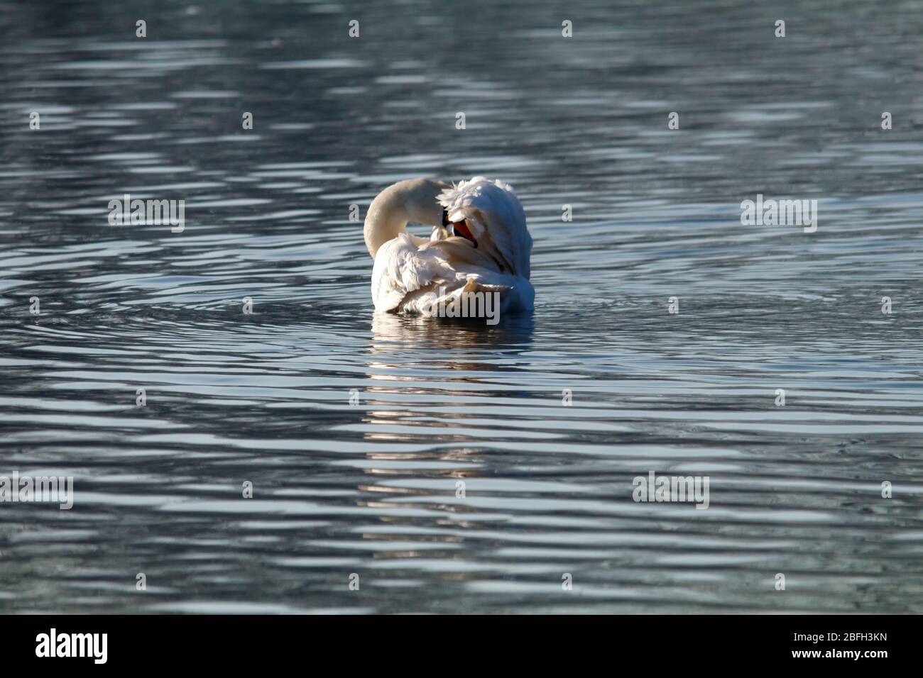 Swan having a clean Stock Photo - Alamy