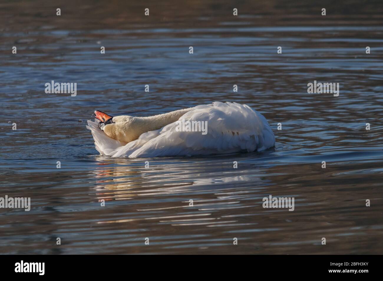 Swan having a clean Stock Photo - Alamy