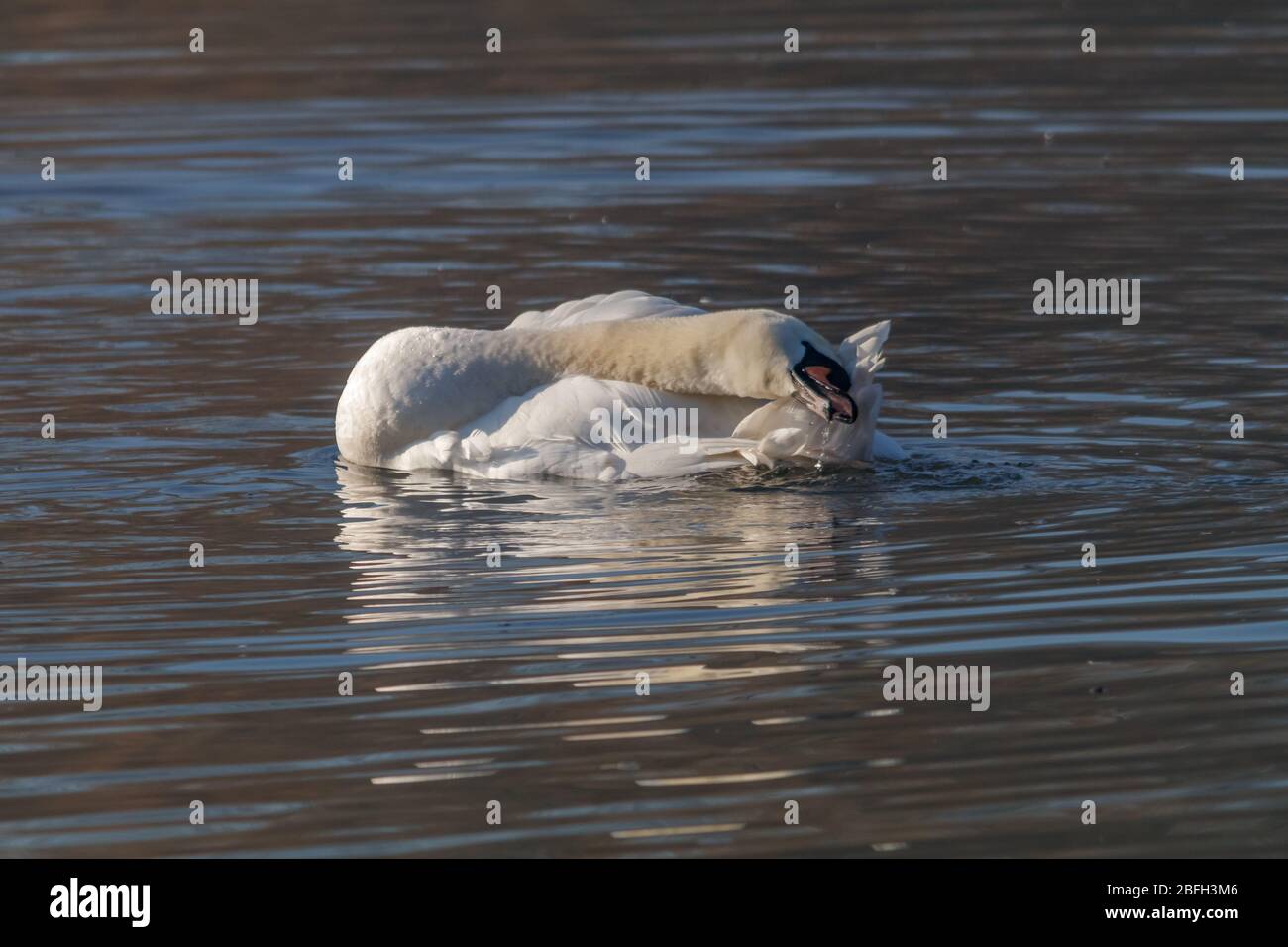 Swan having a clean Stock Photo - Alamy