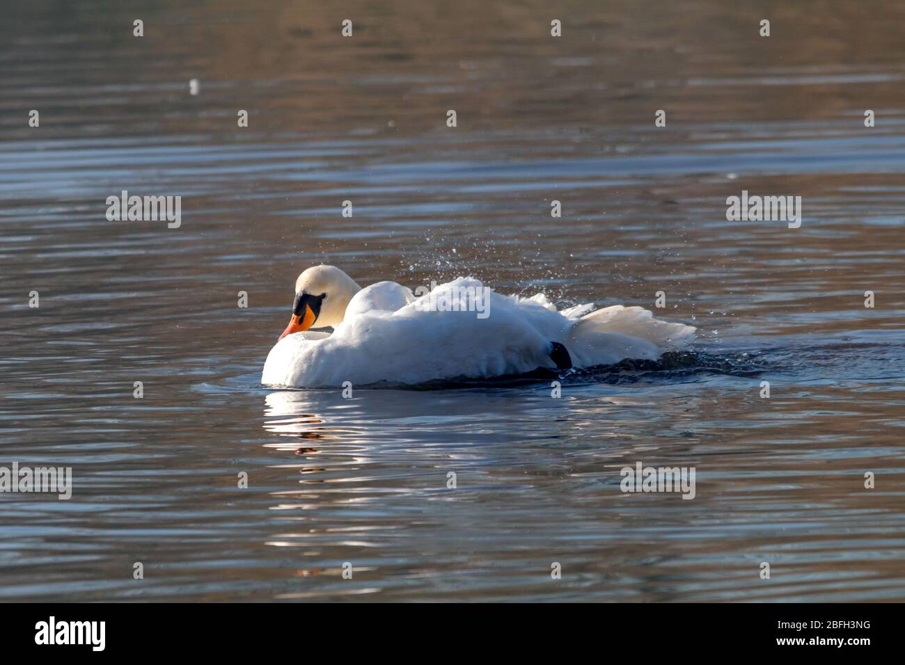 Swan having a clean Stock Photo - Alamy