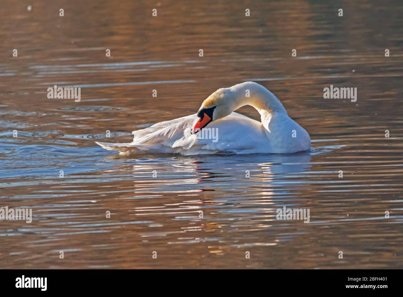 Swan having a clean Stock Photo - Alamy