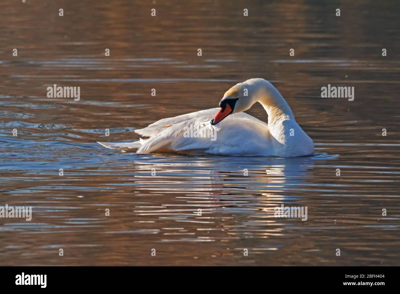 Swan having a clean Stock Photo - Alamy