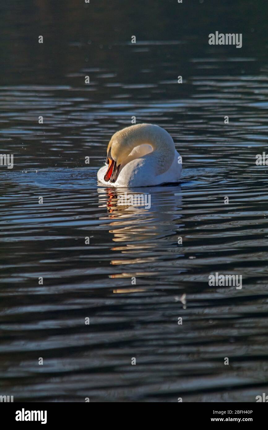 Swan having a clean Stock Photo - Alamy
