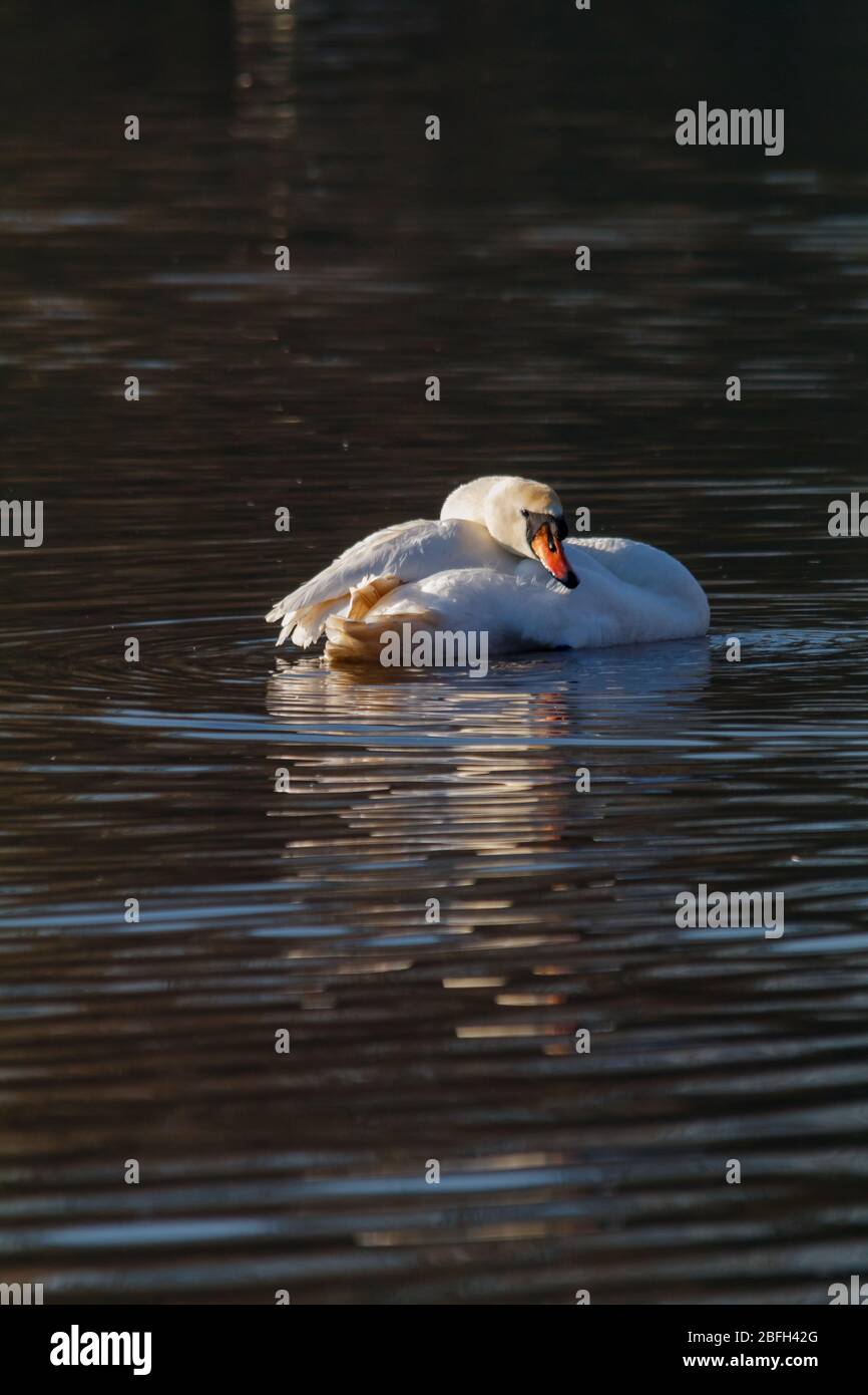 Swan having a clean Stock Photo - Alamy