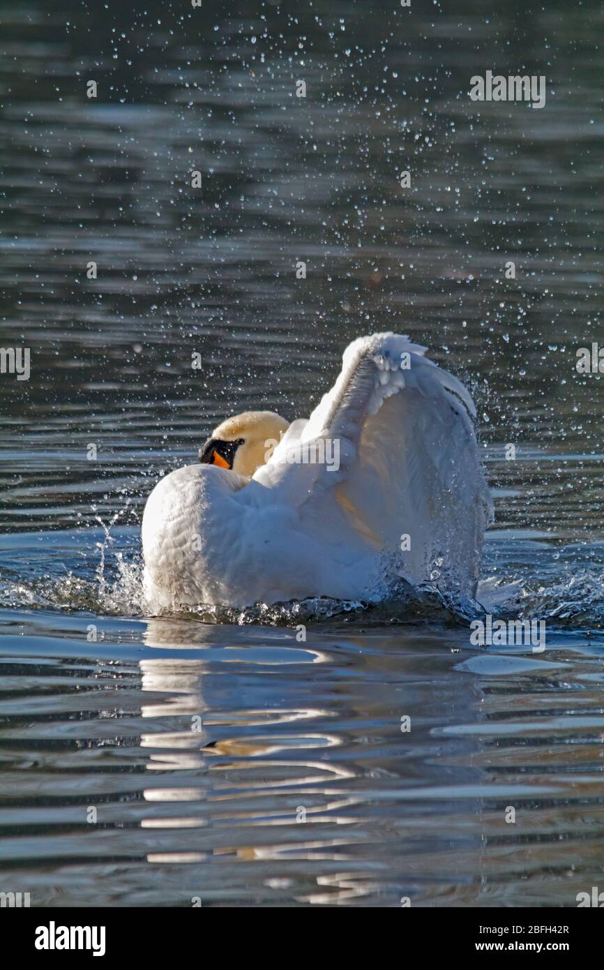 Swan having a clean Stock Photo - Alamy