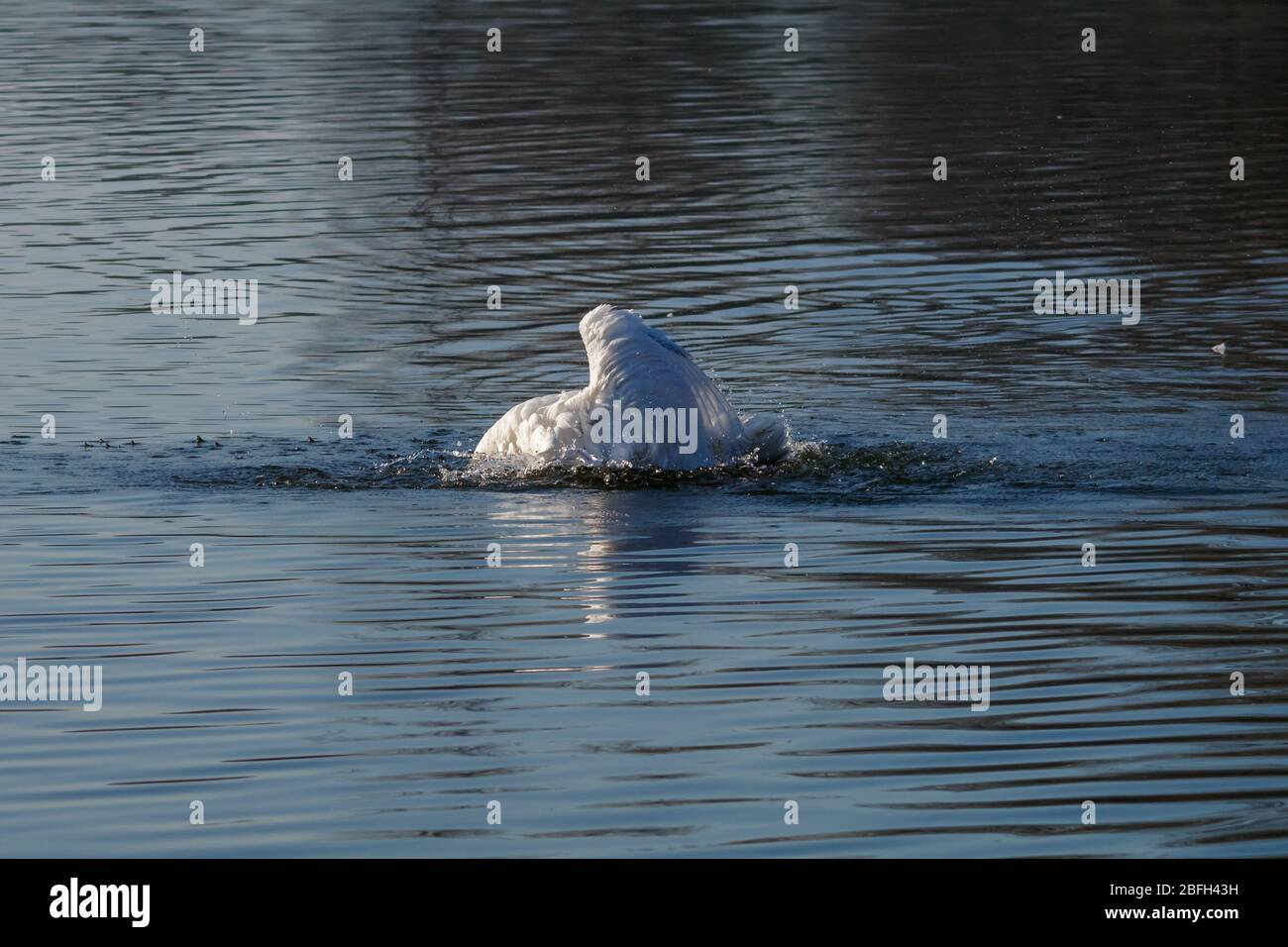 Swan having a clean Stock Photo - Alamy