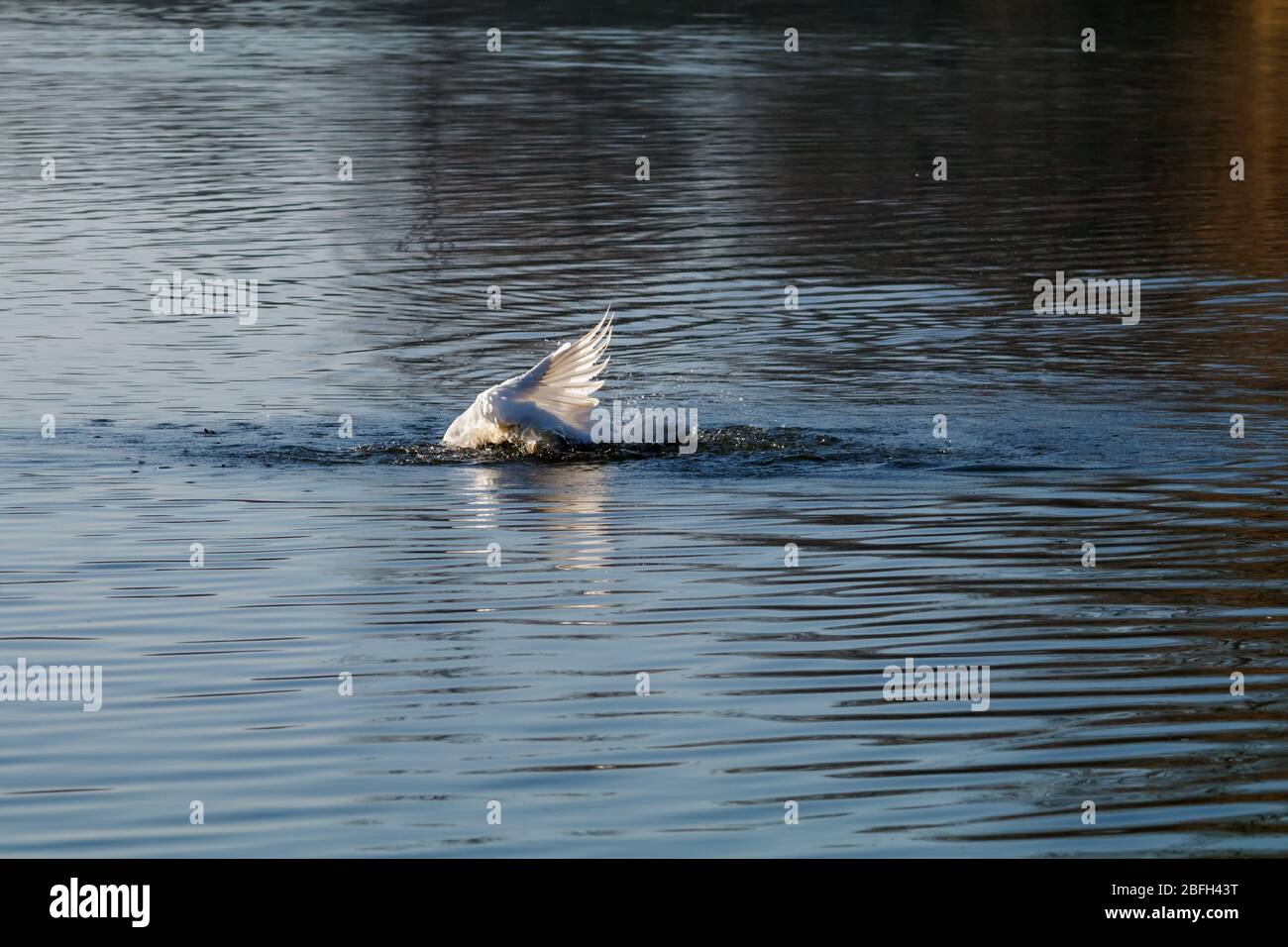 Swan having a clean Stock Photo - Alamy
