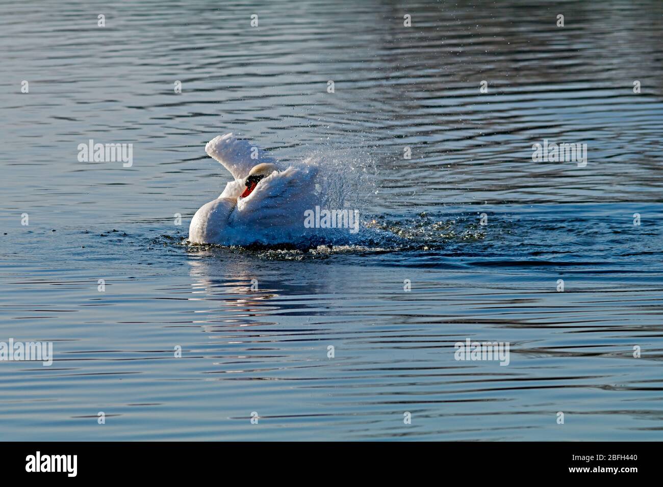 Swan having a clean Stock Photo - Alamy