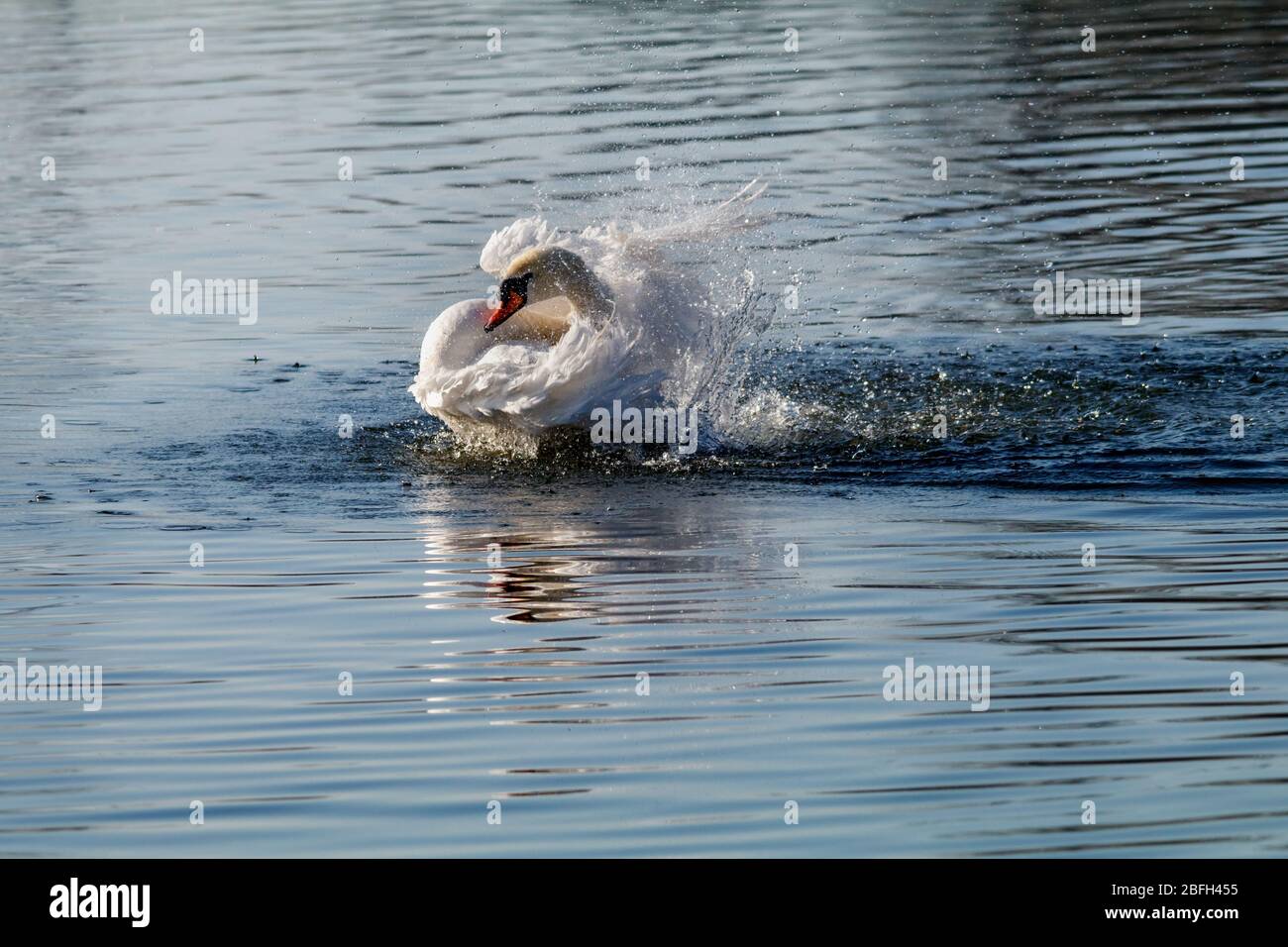 Swan pruning hi-res stock photography and images - Alamy