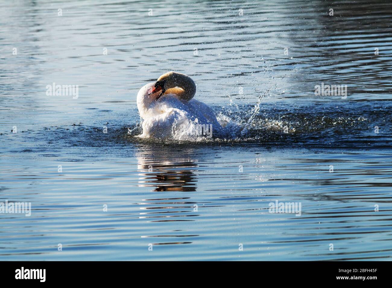 Swan having a clean Stock Photo - Alamy
