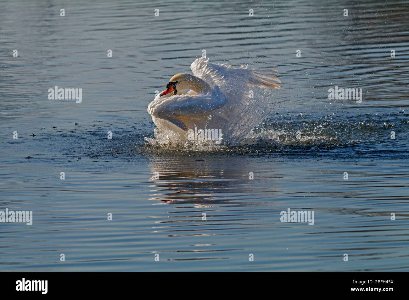 Swan having a clean Stock Photo - Alamy
