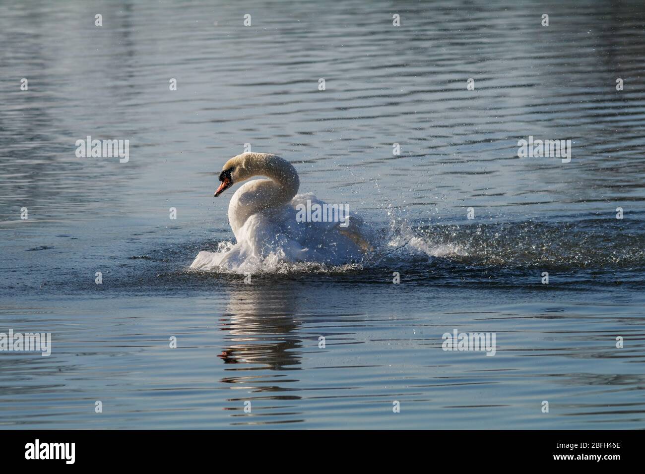 Swan having a clean Stock Photo - Alamy