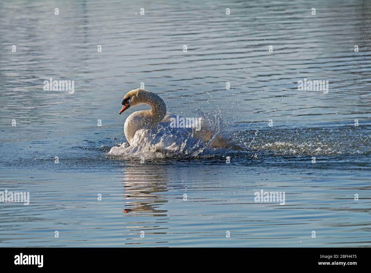Swan having a clean Stock Photo - Alamy