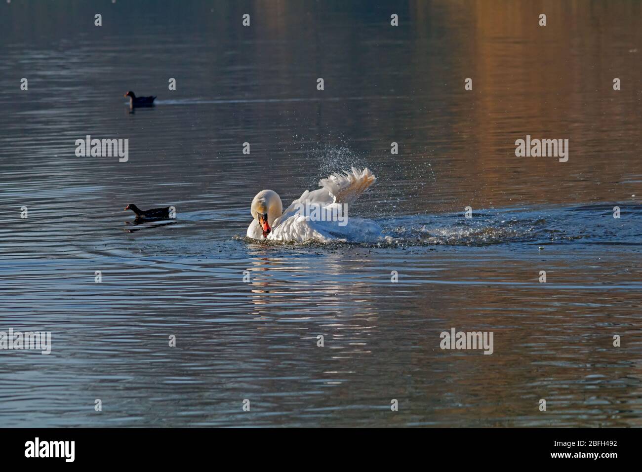 Swan having a clean Stock Photo - Alamy