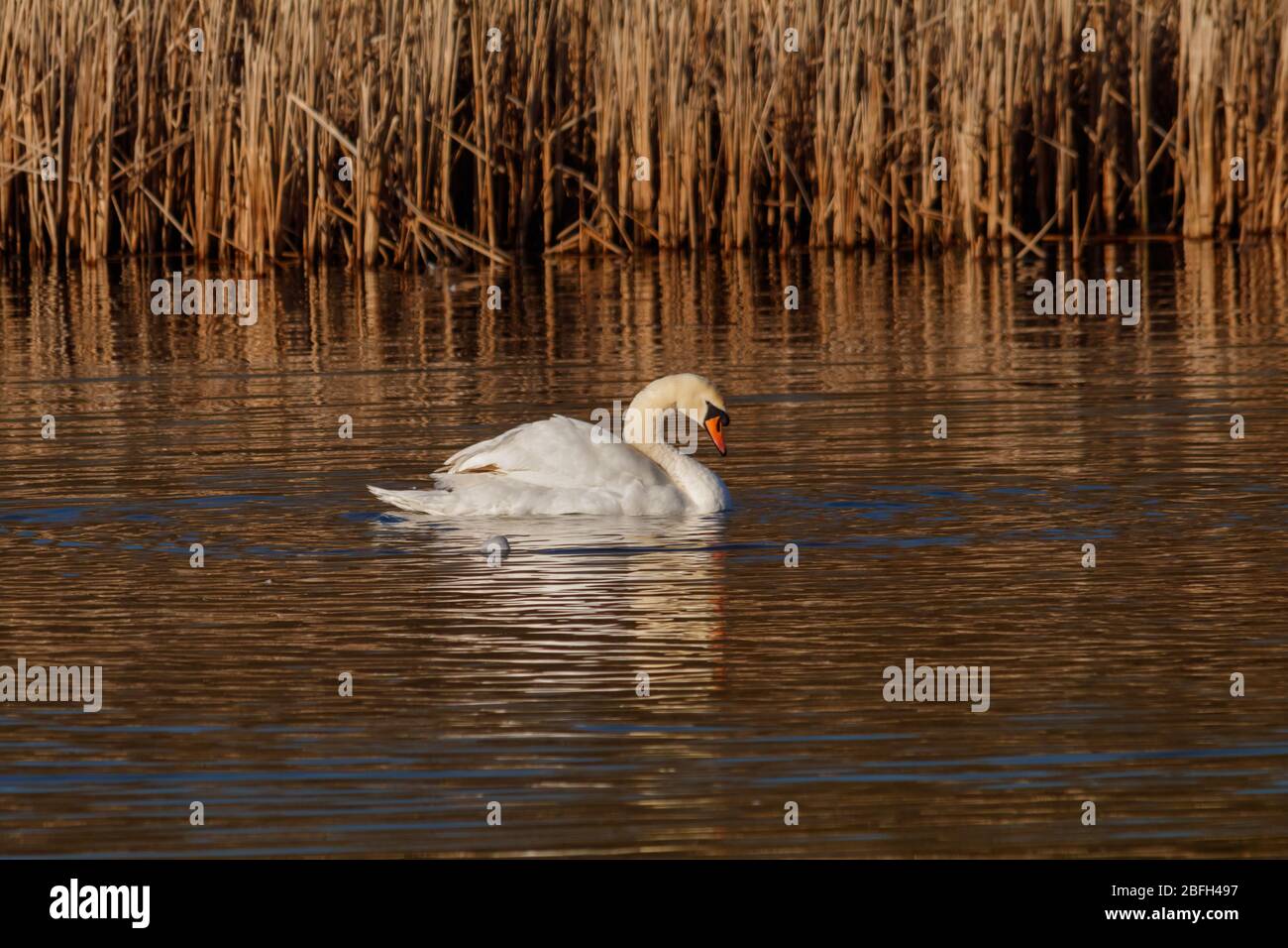 Swan having a clean Stock Photo - Alamy