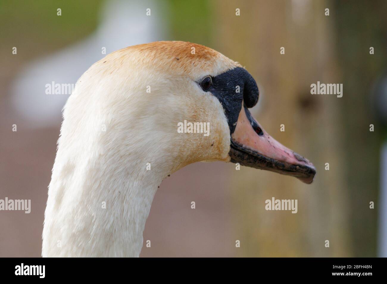 Tame swan hi-res stock photography and images - Alamy