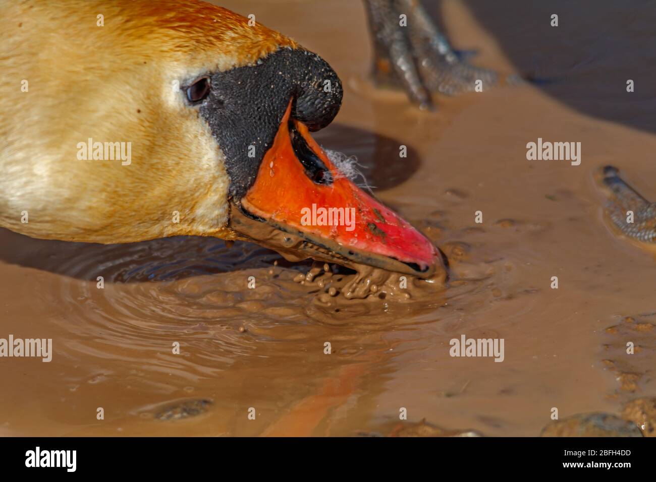 Swan drinking muddy water Stock Photo - Alamy