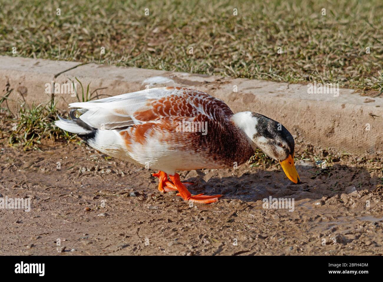 Duck out of water Stock Photo - Alamy