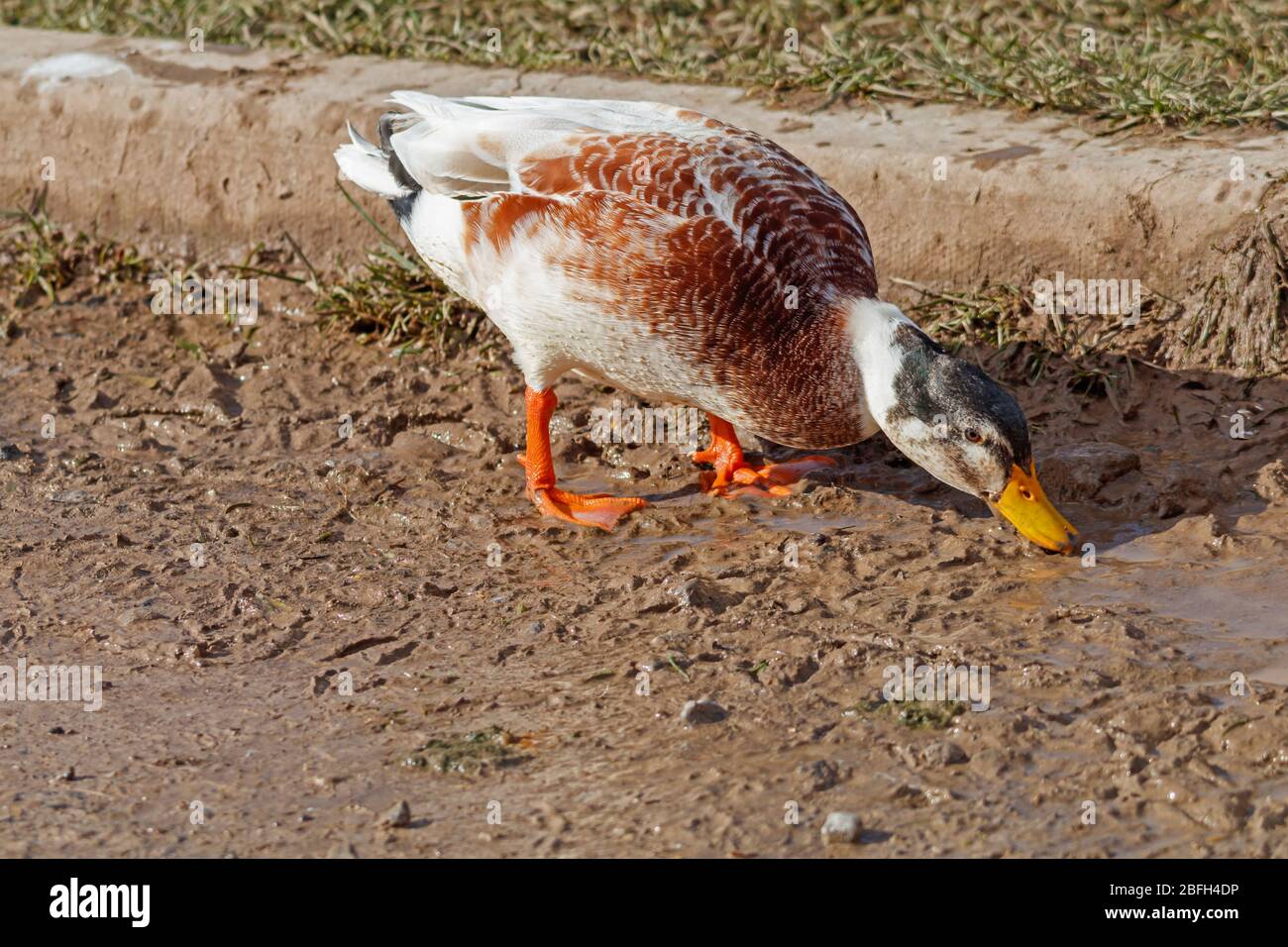 Duck out of water Stock Photo - Alamy