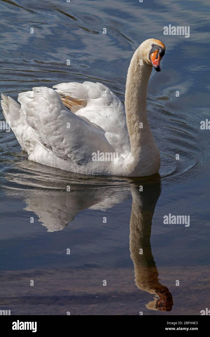 Swan Backwell Lake nature reserve Stock Photo - Alamy