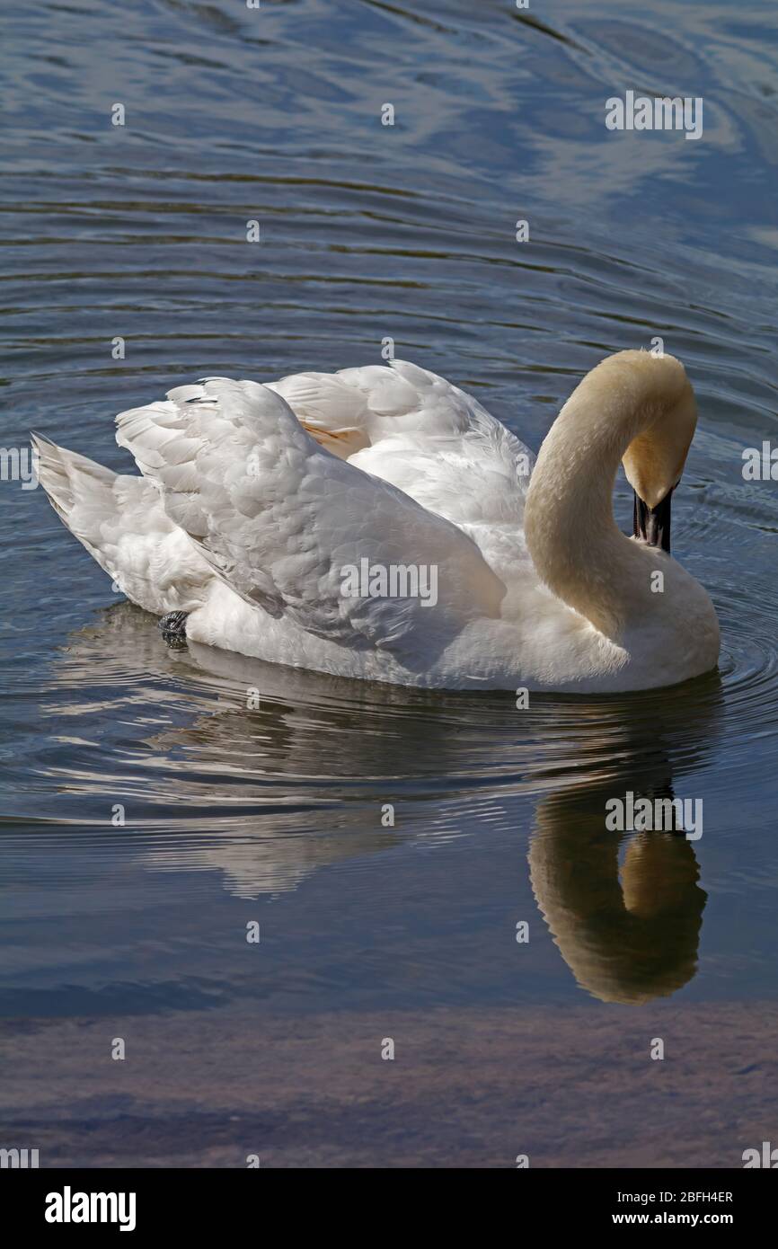 Swan Backwell Lake nature reserve Stock Photo - Alamy