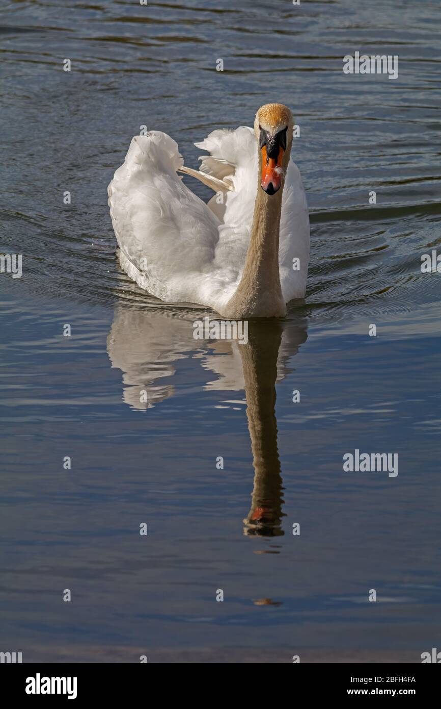 Backwell lake nature reserve hi-res stock photography and images - Alamy