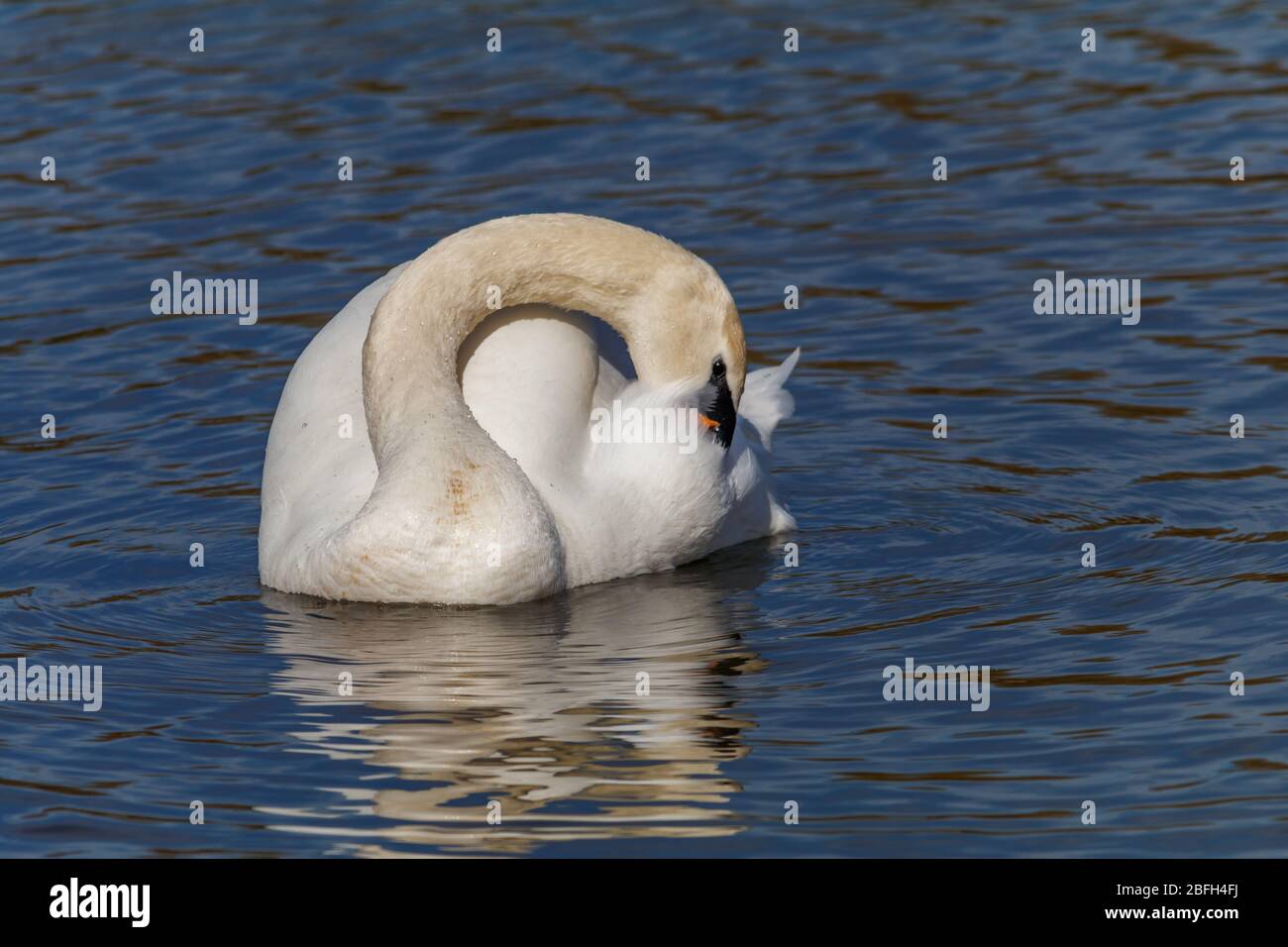 Swan Backwell Lake nature reserve Stock Photo - Alamy