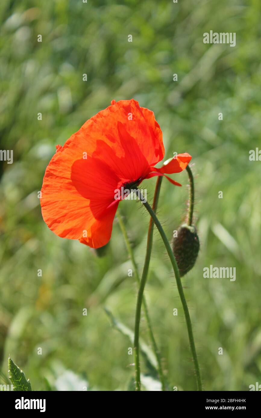 Earth poppy hi-res stock photography and images - Alamy