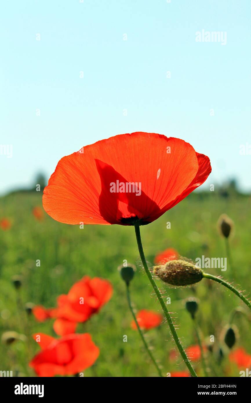Fieldofpoppies hi-res stock photography and images - Alamy