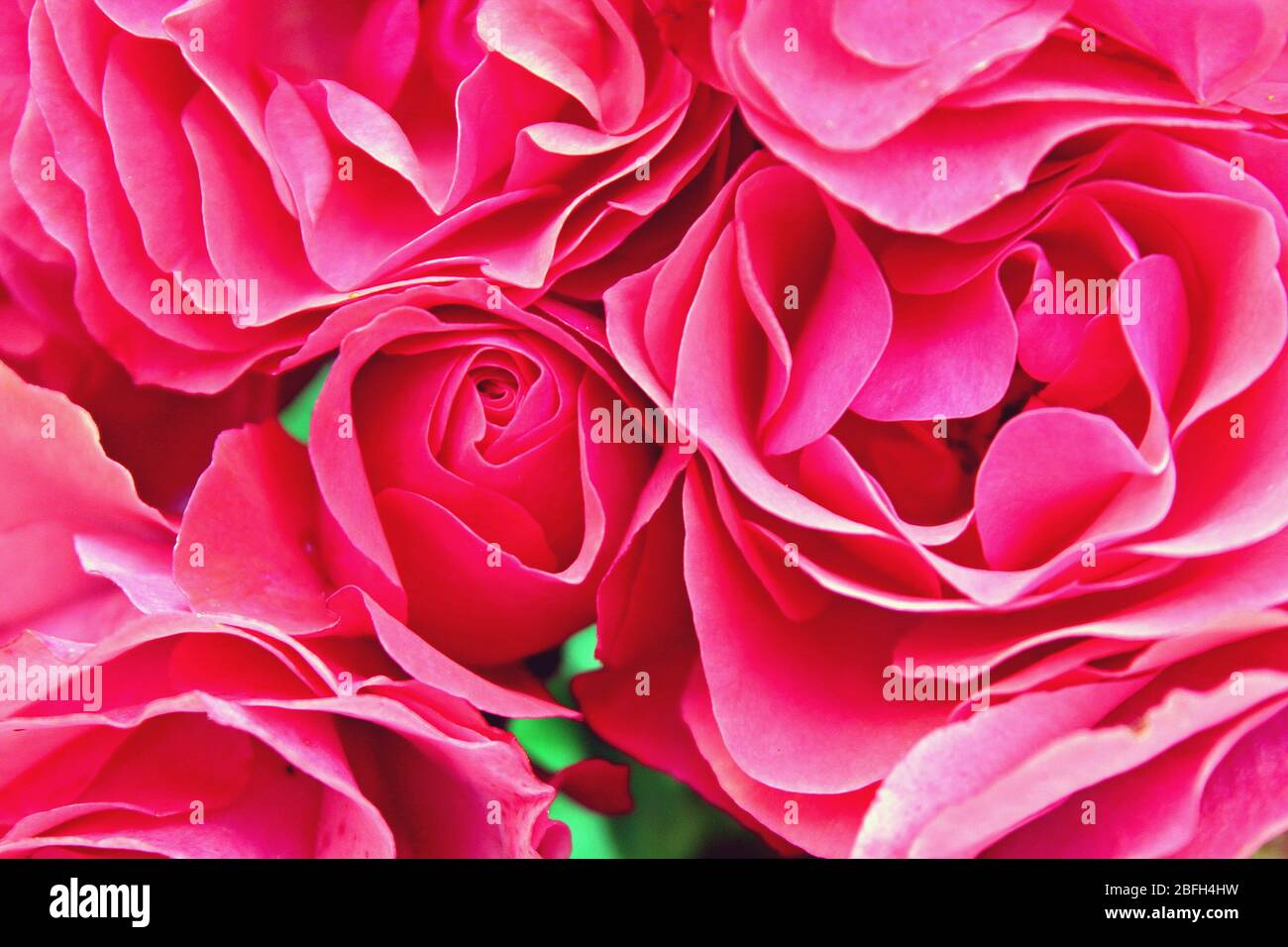 Roses in sunshine hi-res stock photography and images - Alamy