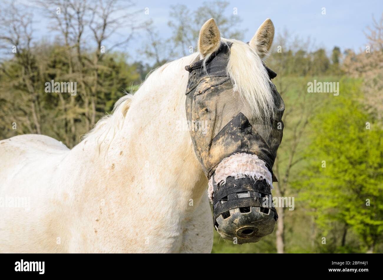 White horse mask hi-res stock photography and images - Alamy